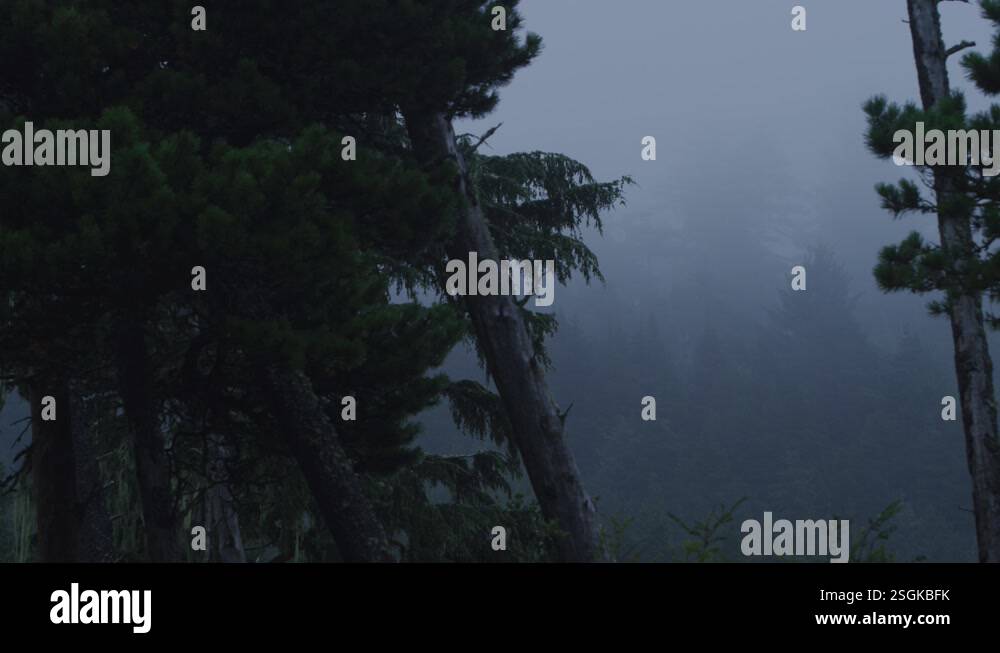 Panning between dark trees with foggy white backdrop in Tillamook ...