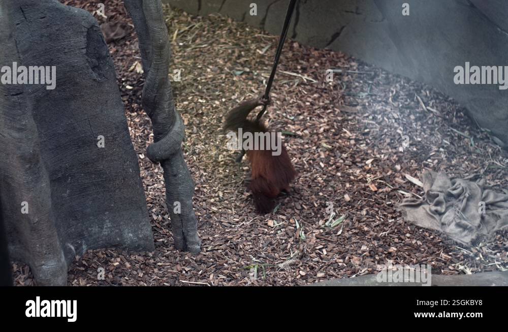 Monkey moving Through the rope at Chester Zoo, UK Stock Video Footage ...