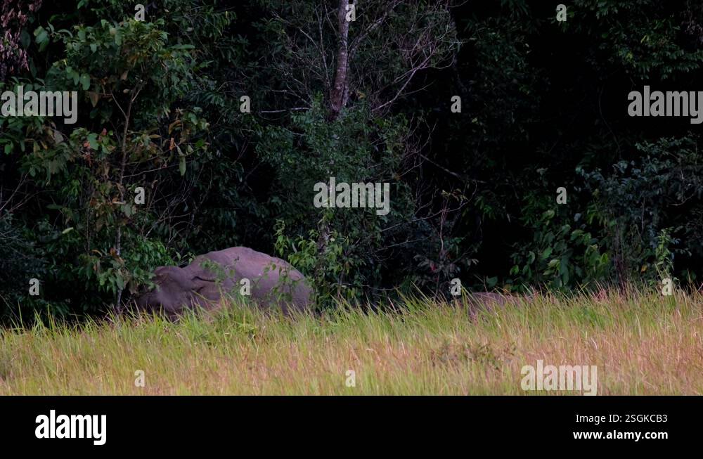 Flapping its ears then turns around to face the camera during a windy ...