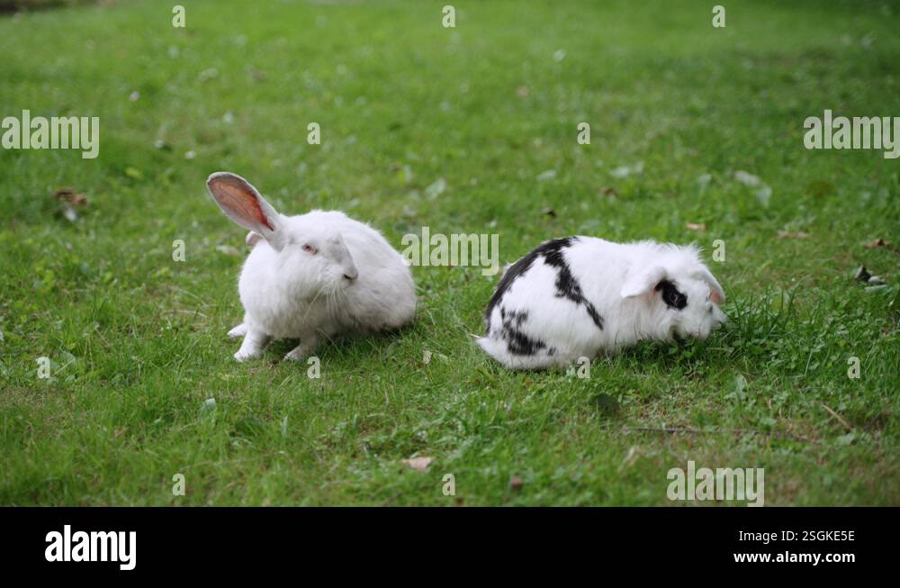 Two cute different rabbits sit on green lawn and nibble on grass Stock ...