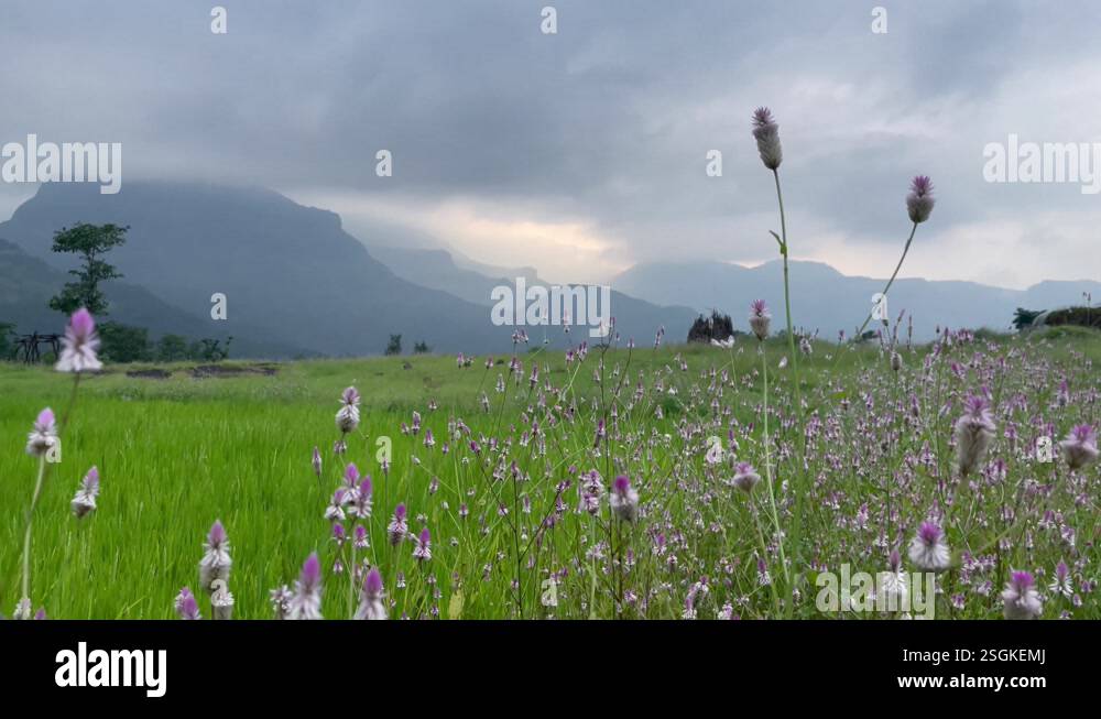 Flower Fields Revealed Clouded Sky Over Mountain Ranges In Kalsubai ...