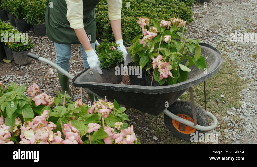 Horticulturist Loading Wheelbarrow with Potted Plants Stock Video ...