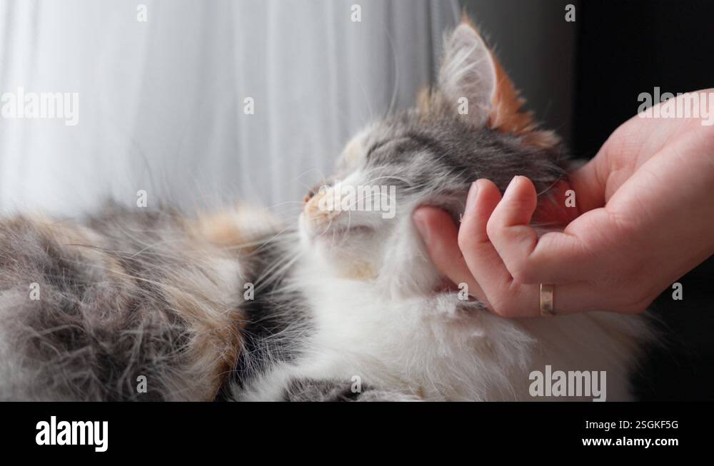 Love and care about pet. Woman's hand scratching behind the ears of a ...