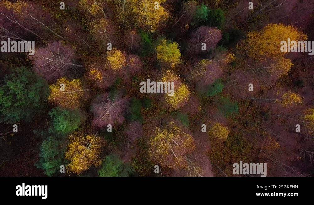 Autumn in a forest, aerial top view, mixed forest, green conifers ...