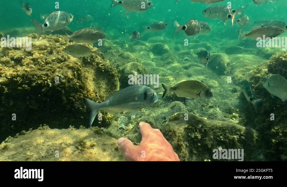 Trying to catch by hand an isolated saddled sea bream fish swimming ...