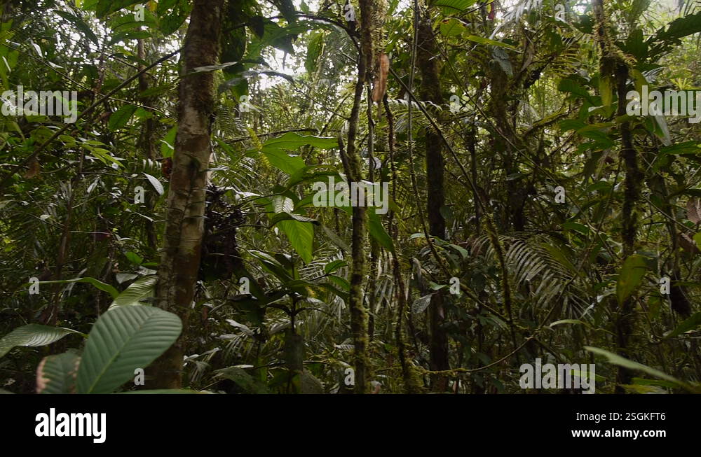 Lush rainforest undergrowth jungle scene pan, Borneo, Malaysia Stock ...