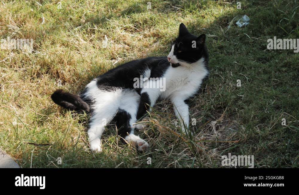 Cute street fat cat relaxing and sleeping in Istanbul, Turkey. Kitty ...