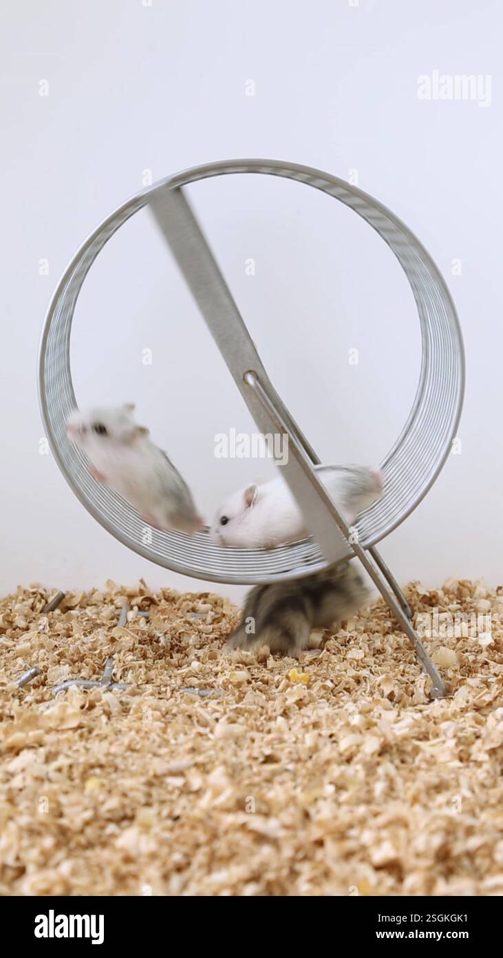 Two fluffy hamsters crawl on the wheel. Charming white mice run around ...