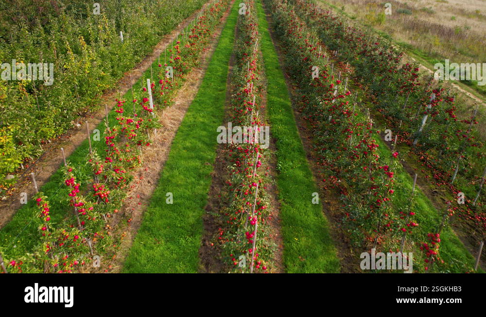 Drone View of Apples Orchard - Red Apple Trees Growing in Rows in the ...
