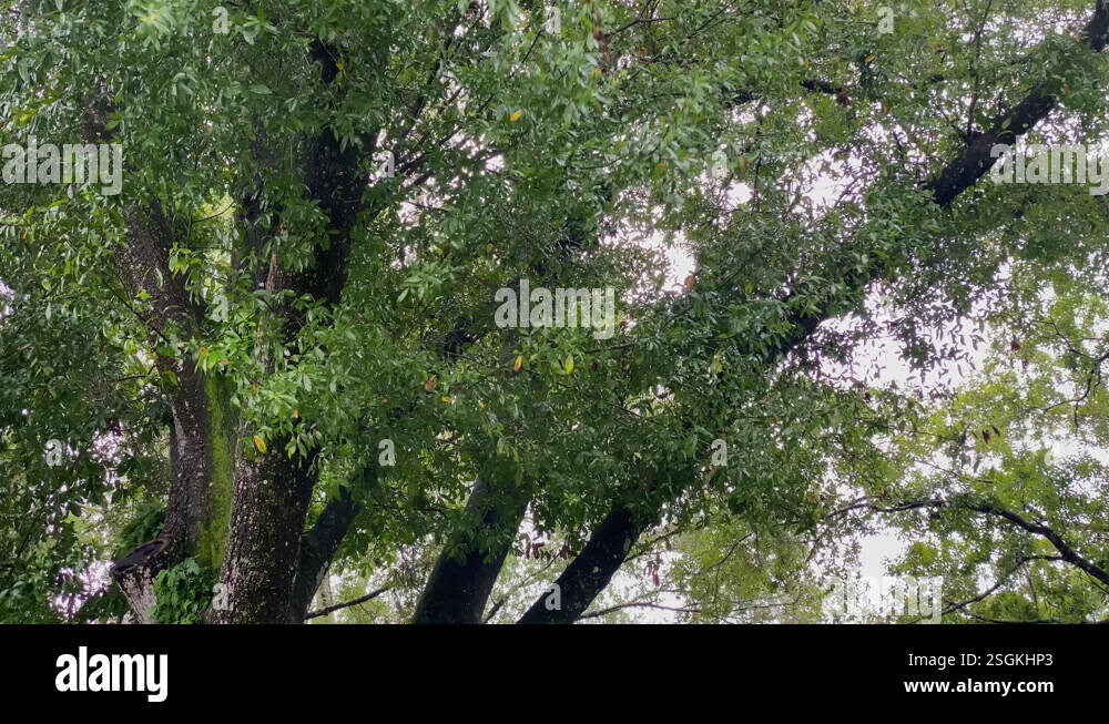 Outdoor Close Up Shot Of Tree Branches Blowing in Rainy Weather During ...