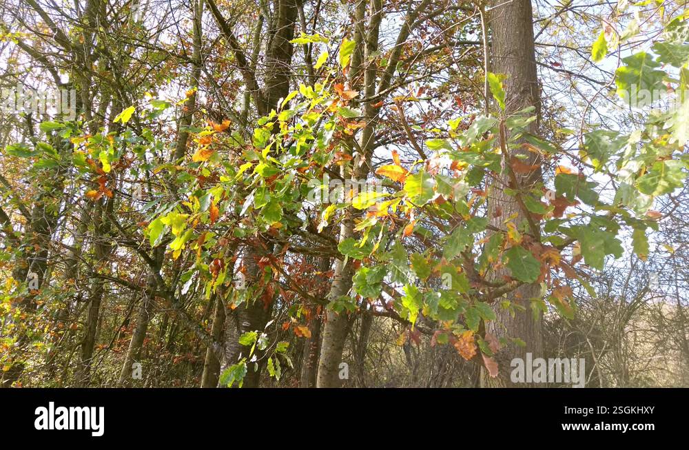 Oak leaves hanging from a branch of an oak tree beginning to change ...