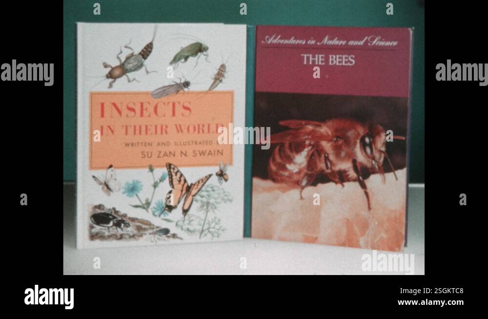 Insects bees honeybee insect Stock Videos & Footage - HD and 4K Video ...