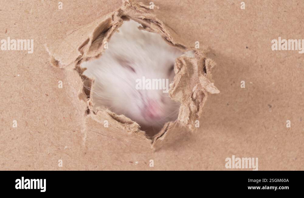 a small Dzungar hamster gnawed a hole in a cardboard box Stock Video ...