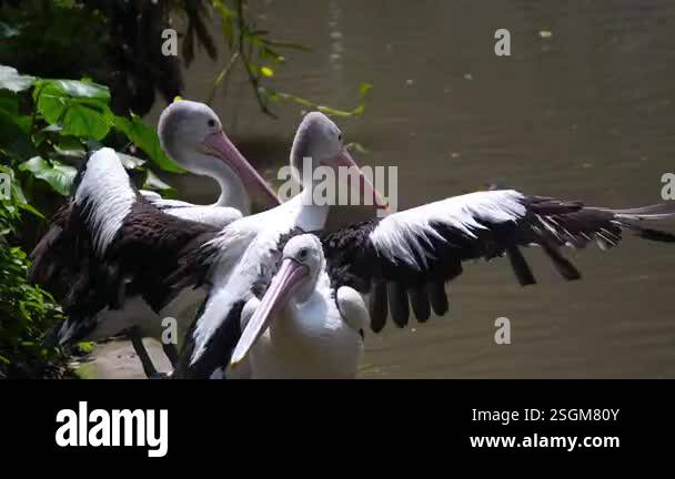 The activity of several pelicans at a lake, waddling around, perching ...