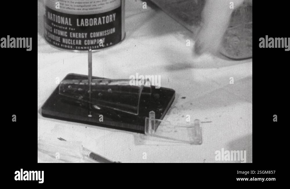 1960s: Mouse being injected with thymidine solution. Autoradiograph of ...
