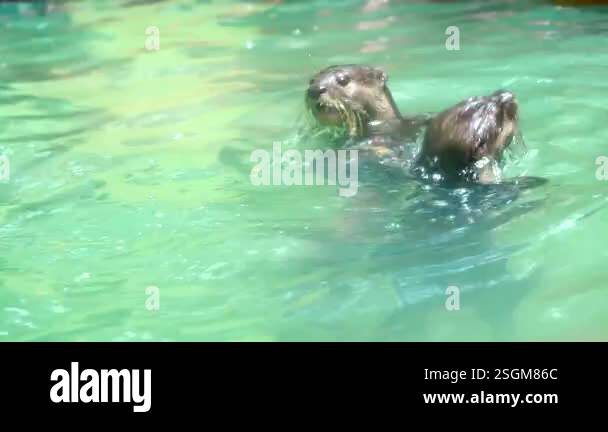 The activity of several otters in a clear turquoise pool, playfully ...