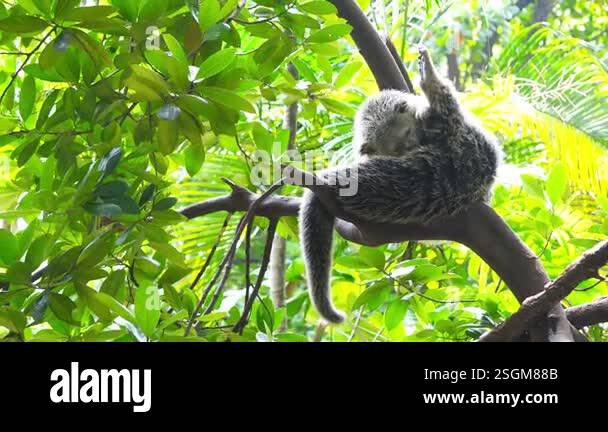 Binturong and animal behavior Stock Videos & Footage - HD and 4K Video ...