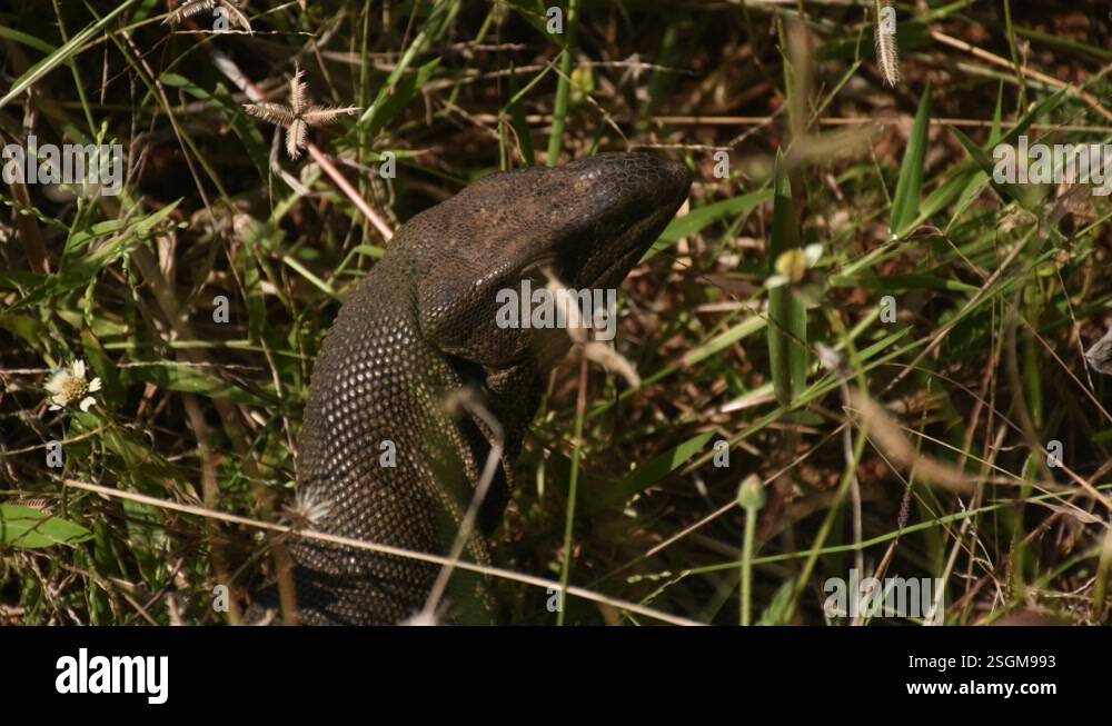monitor lizard in sri lankan garden Stock Video Footage - Alamy