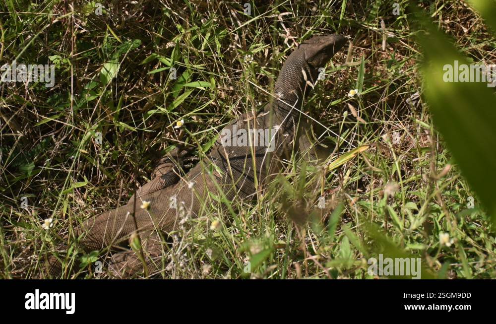 monitor lizard in sri lankan garden Stock Video Footage - Alamy