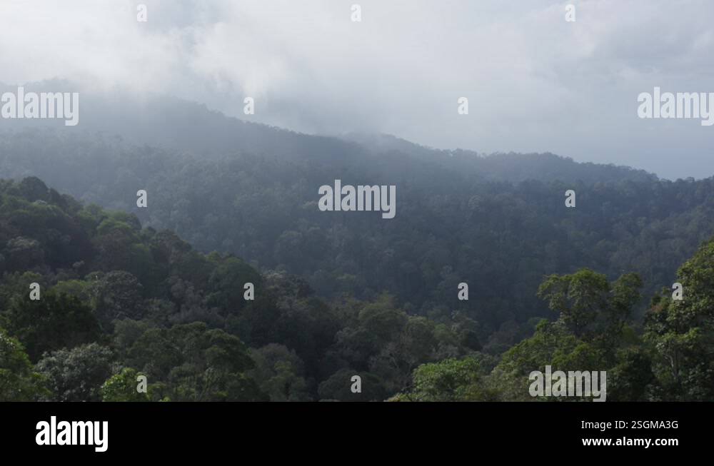 Beautiful total view tracking shot, Malaysian forest, trees, sky ...