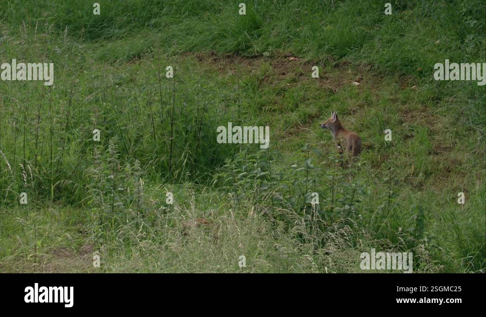 two young foxes in tall grass Stock Video Footage - Alamy