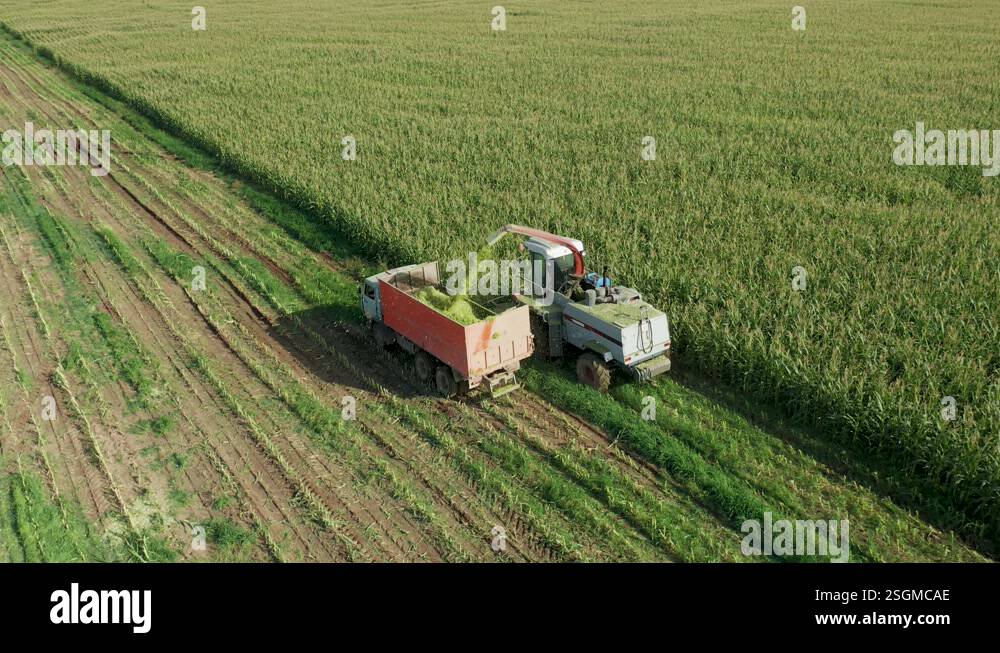 Mechanical Harvesting of a Forage Harvester Corn Fields for Silage. The ...