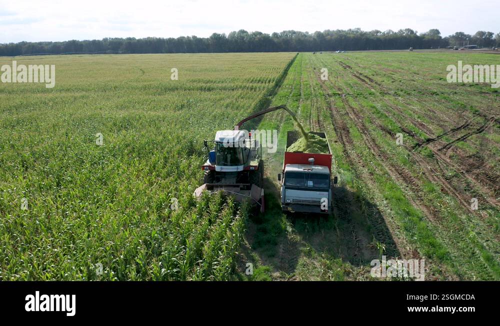 Mechanical Harvesting of a Forage Harvester Corn Fields for Silage. The ...