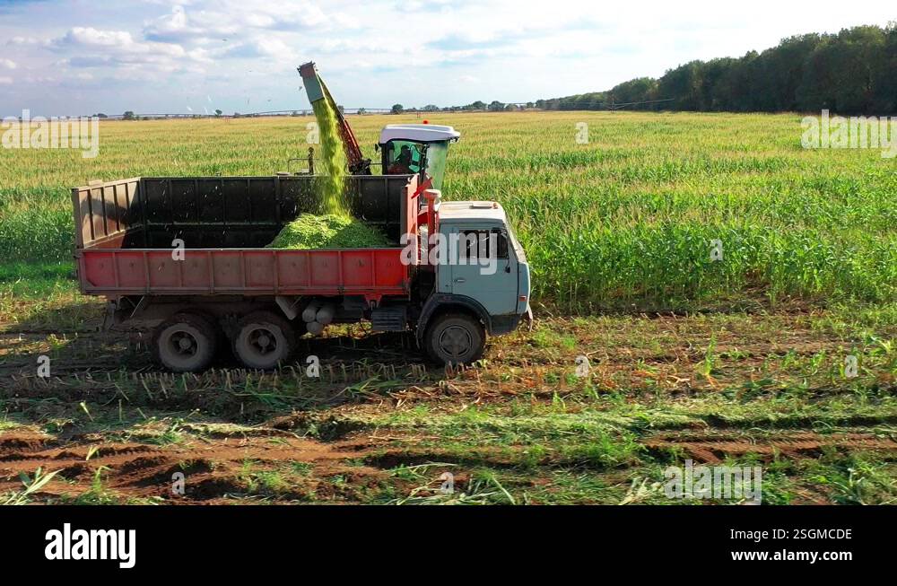 Mechanical Harvesting of a Forage Harvester Corn Fields for Silage. The ...