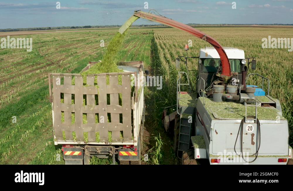Mechanical Harvesting of a Forage Harvester Corn Fields for Silage. The ...