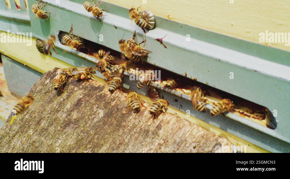 time lapse.Bees fly out and fly into the entrance of a wooden beehive ...