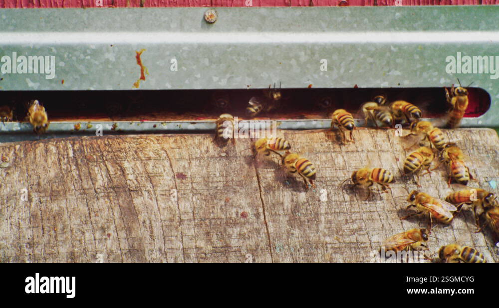 Bees take off and fly into the entrance of a wooden beehive Stock Video ...