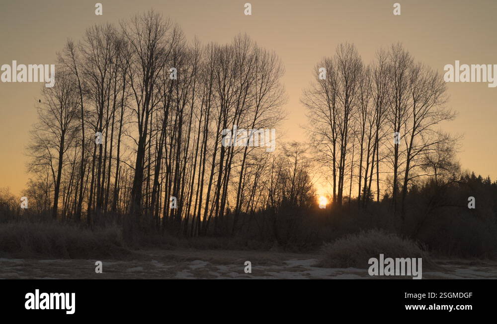 Winter Sunrise through Barren Trees 4K UHD Stock Video Footage - Alamy