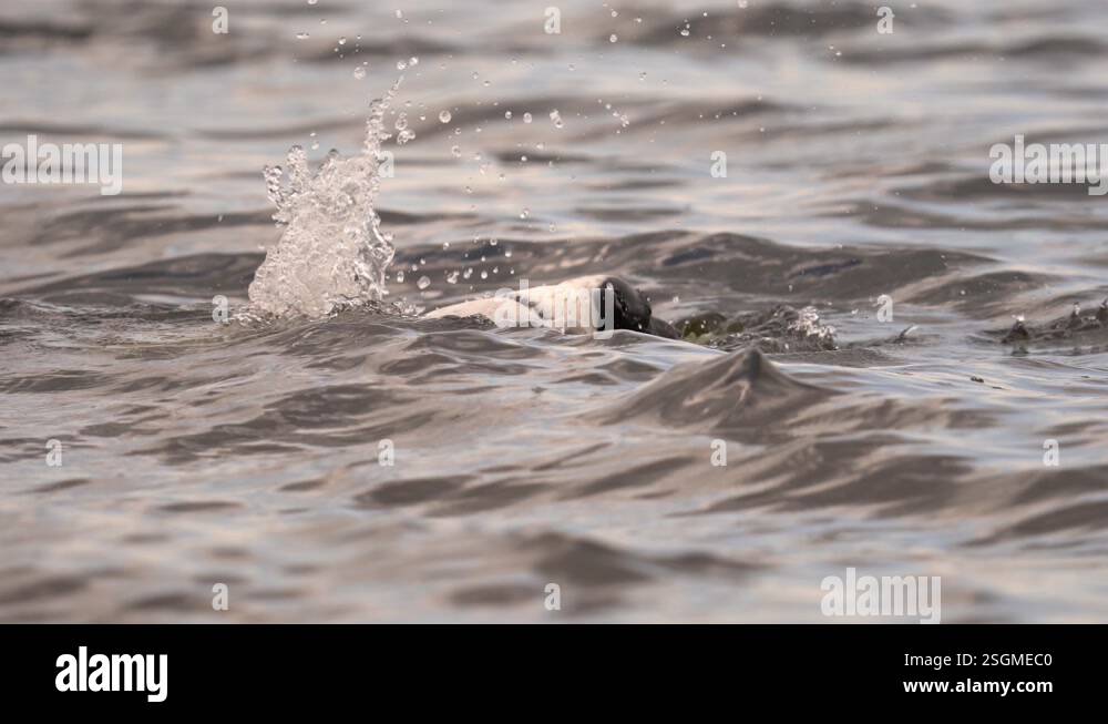Jack Russell Terrier Swimming Real Fast In The Shallow Water Surface ...