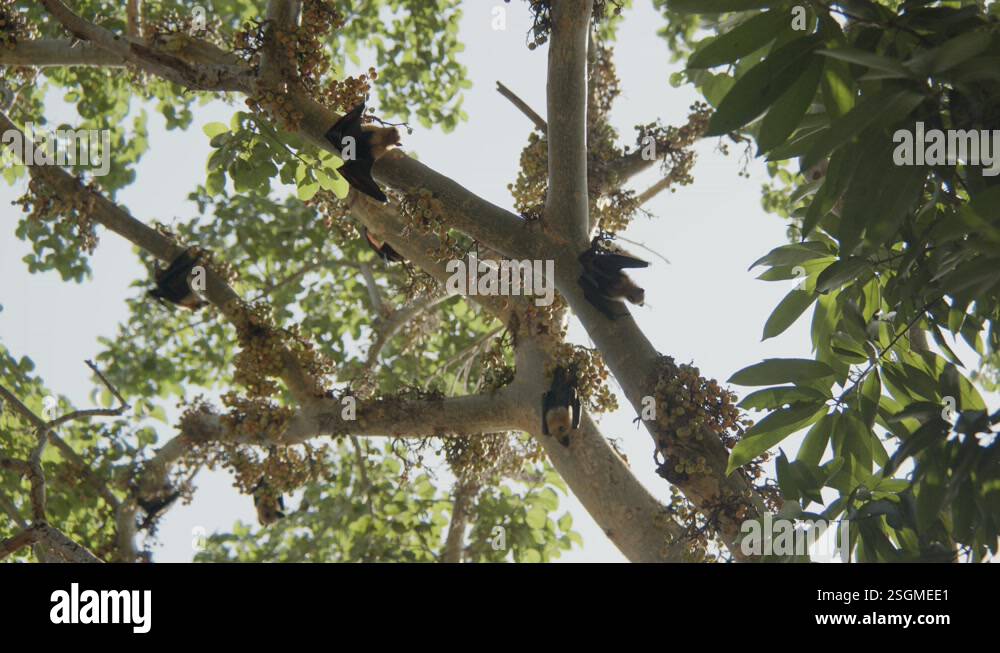 Cluster of bats in a fig tree, eating and relaxing upside down during ...
