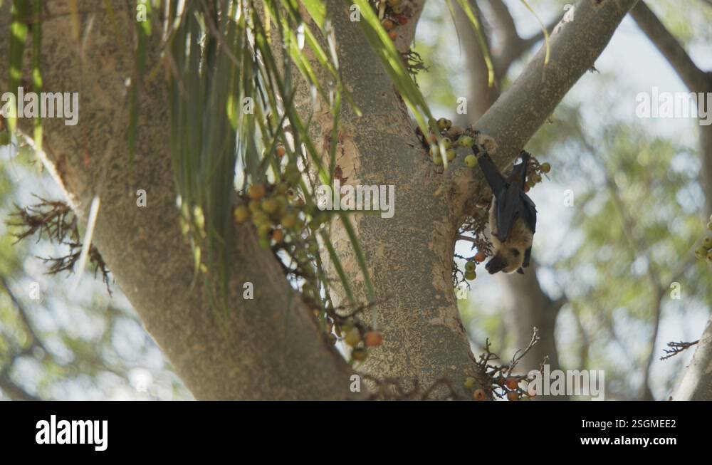 one lonely bat eating fig from gular, red river fig, pan from left to ...