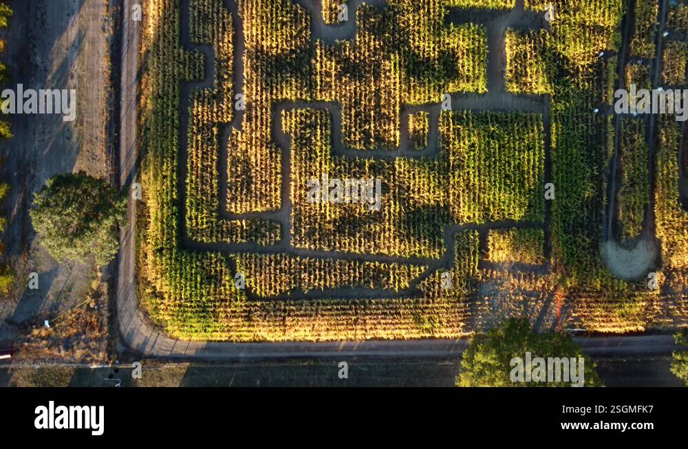 US, Oregon, Phoenix - Drone overhead of Pheasant Fields Farm's Corn ...