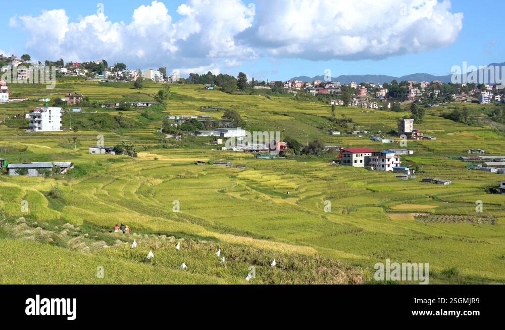 A panning view of the rice field terraces with a small town in the ...