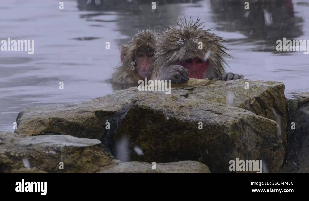 Two monkeys resting in hot spring in Nagano Japan Stock Video Footage ...