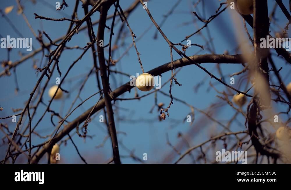 Apple Tree Without Leaves With Fruit. Ripe Juicy Orchard Apples Branch ...