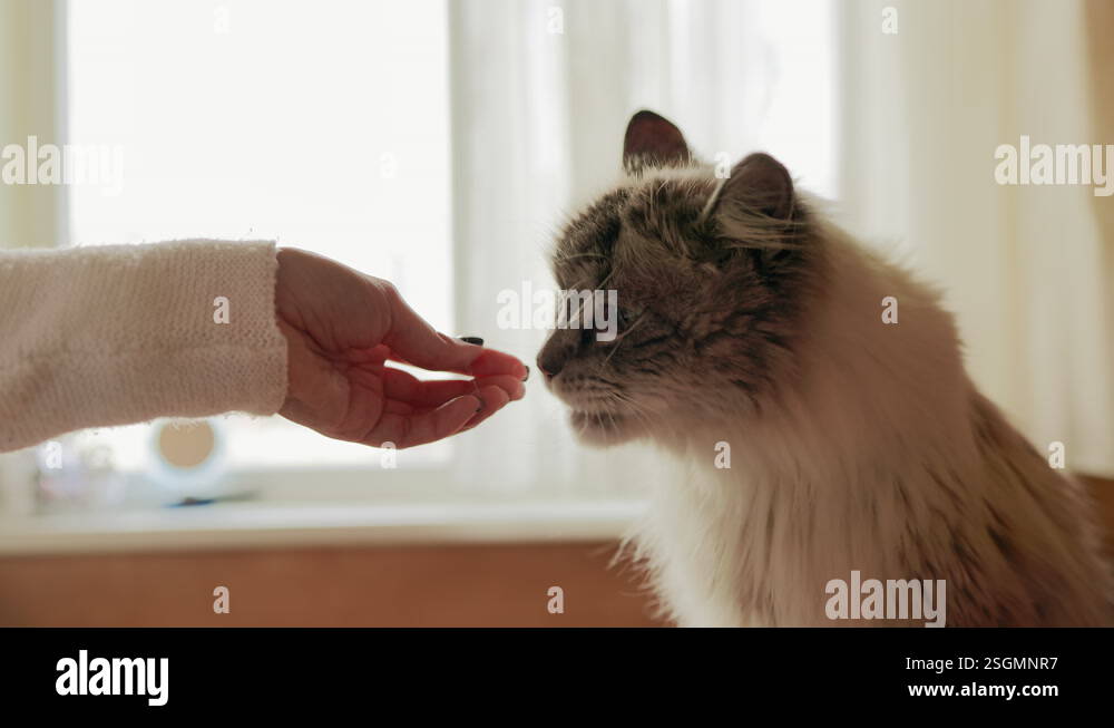 Hungry old cat is eating animal dessert off a female hand Stock Video ...