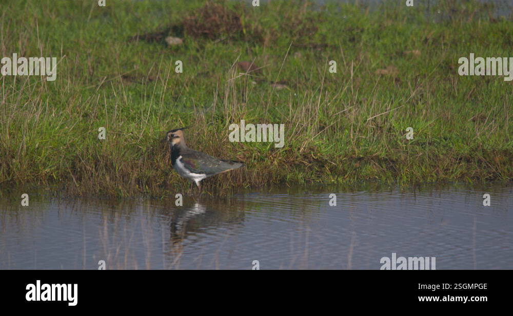 Lapwing bird walking hunting worms on river bank Stock Video Footage ...