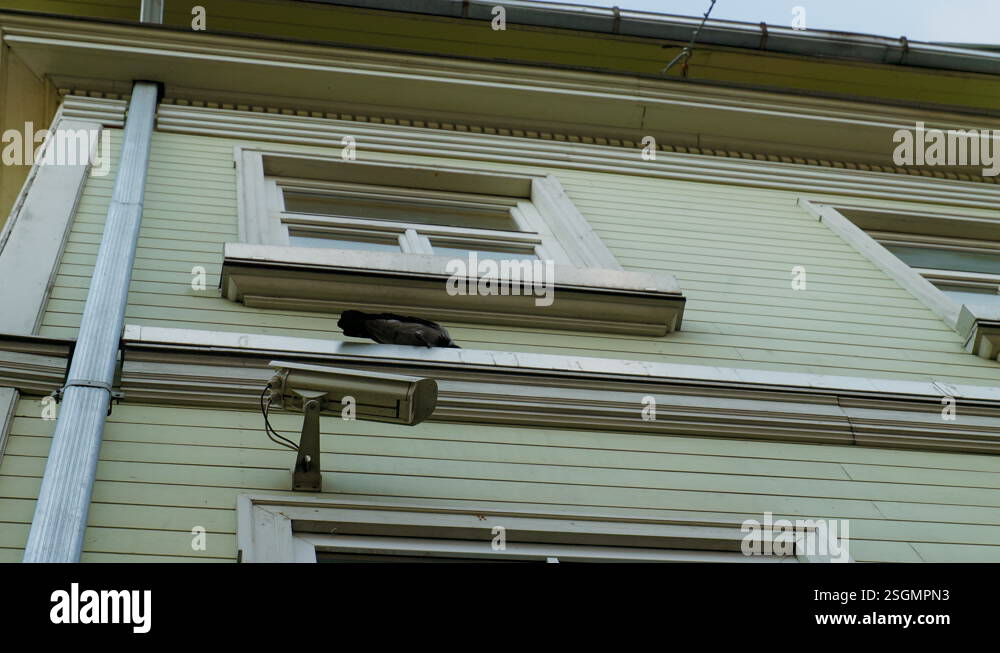 Birds: Security CCTV camera on a building with a black crow crawling ...