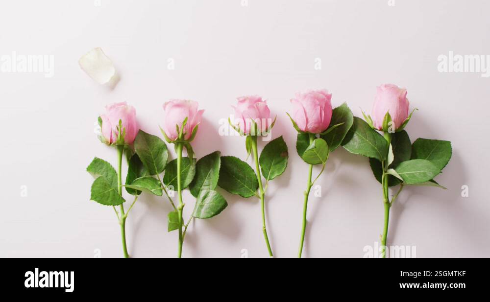 Video of a row of pink rose stems on white background with white petal ...