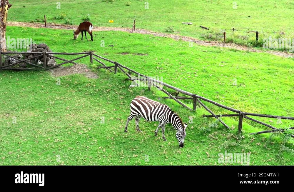 Zebra room Stock Videos & Footage - HD and 4K Video Clips - Alamy