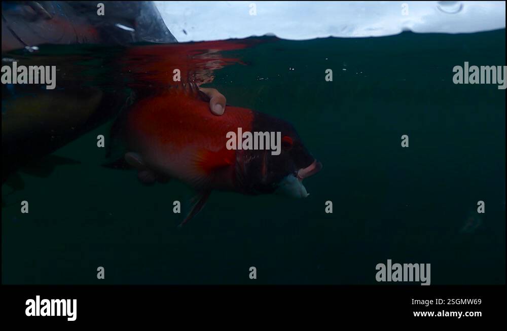 Underwater fish release of a California male sheepshead in slow motion ...