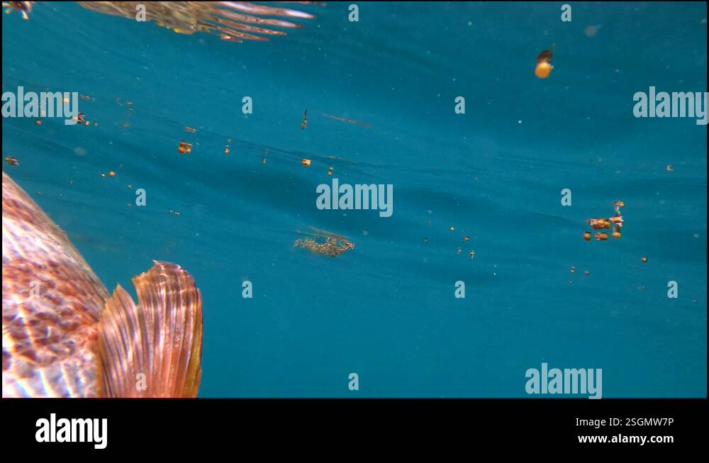 Underwater release of a Barred Snapper fish in Baja Mexico in slow ...