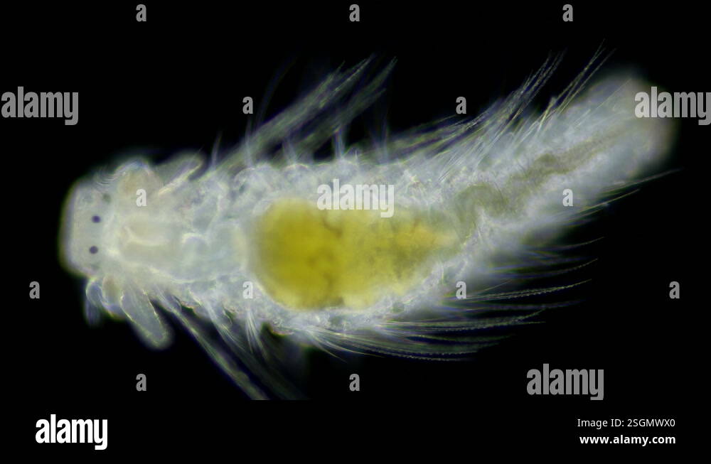 Worm larva, stage Nektoheta under a microscope, family Spionidae, class ...