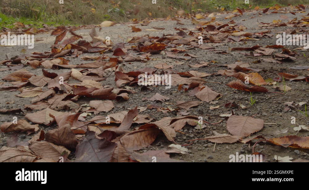 Flying dust and leaves behind passing fast car in slow motion, detail ...