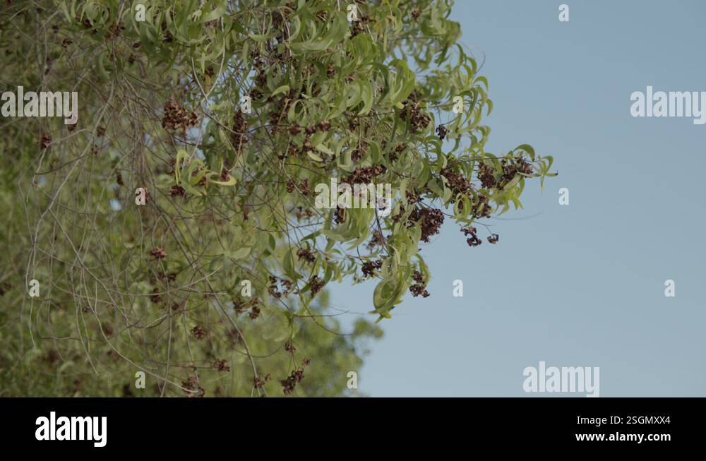 brown acacia tree which is dried out with small leaves, blowing in the ...