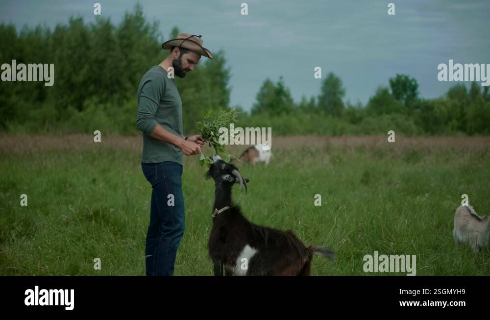 Farm Ranch. Cowboy Dairy Goats Farmland. Horseman On Farm Stock Video ...